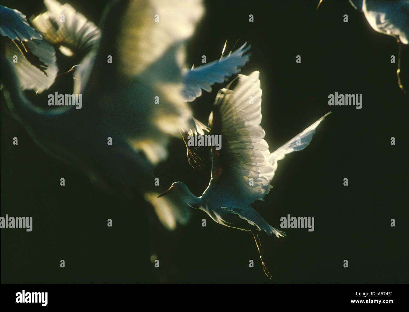 Cattle egret flock takes flight Stock Photo - Alamy