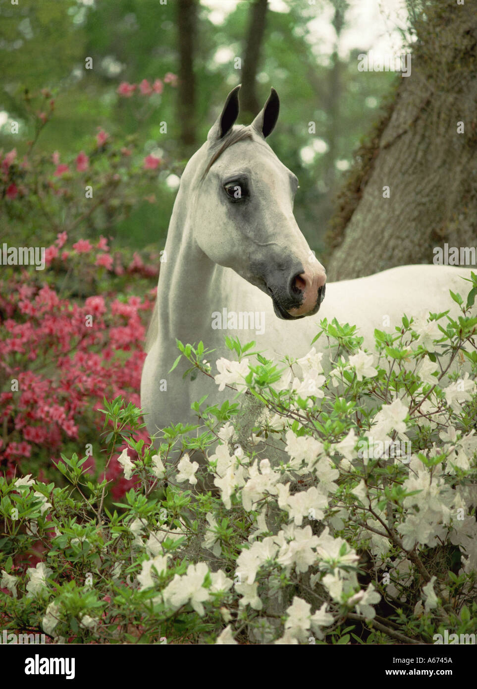 Portrait of an Arabian Horse mare standing in azaleas Stock Photo - Alamy
