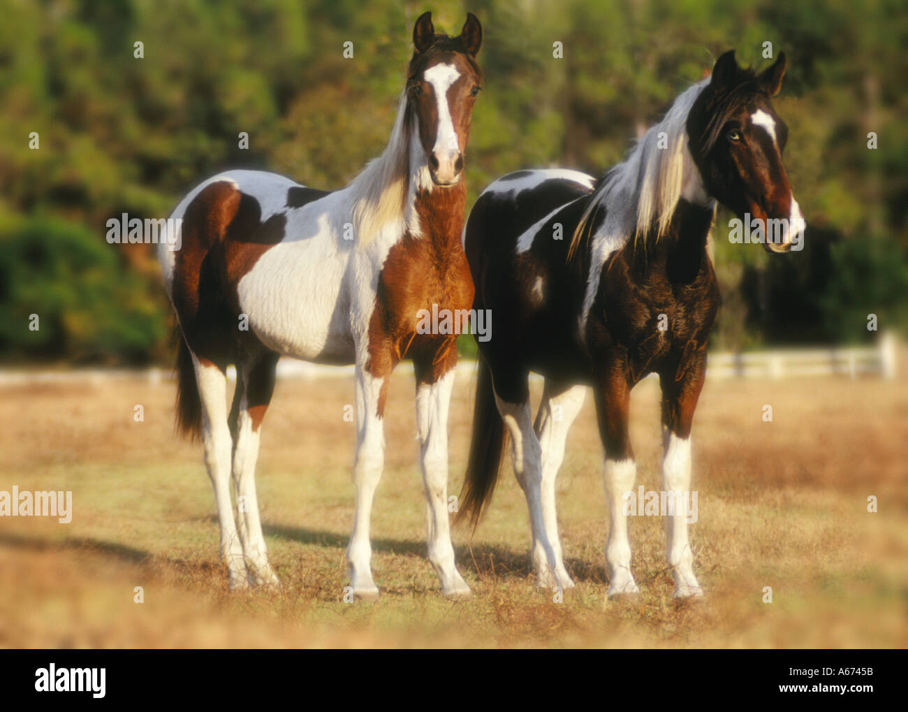 Two paint horses hi-res stock photography and images - Alamy