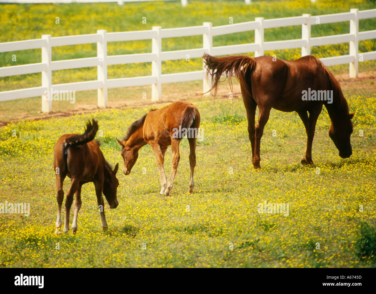 Arabian mare with two foals grazing in paddock with wildflowers Stock ...