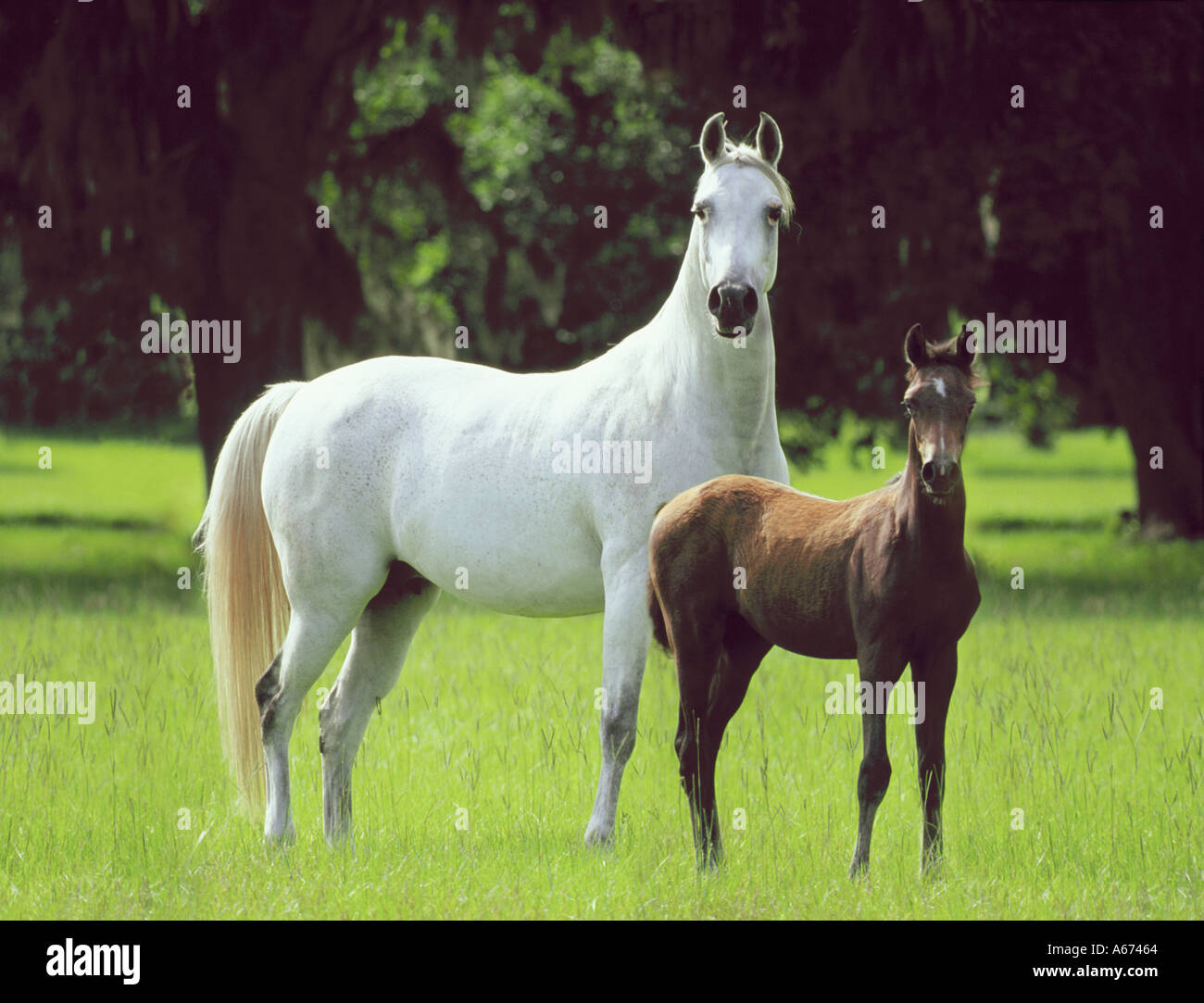 Arabian mare with foal stand and look intently at us Stock Photo - Alamy
