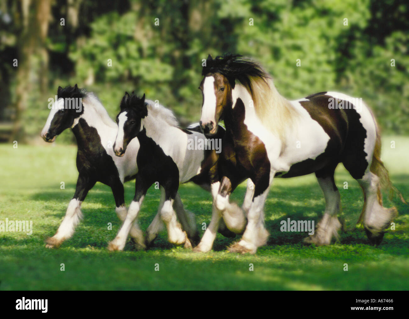 Gypsy Vanner Horse Mare with two foals running across green pasture ...