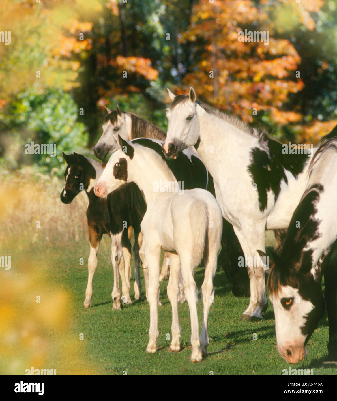 Horse colt pinto paint hi-res stock photography and images - Alamy