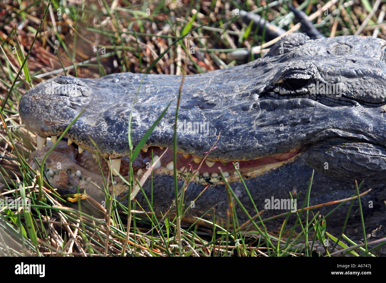 Alligator shaped hi-res stock photography and images - Alamy