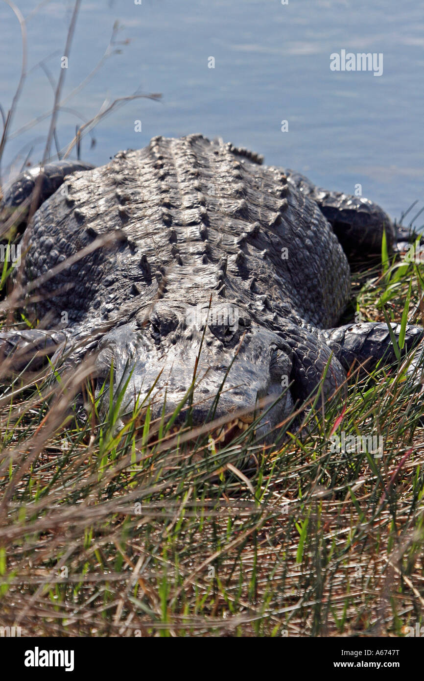 American Alligator frontal view Everglades Florida Stock Photo - Alamy