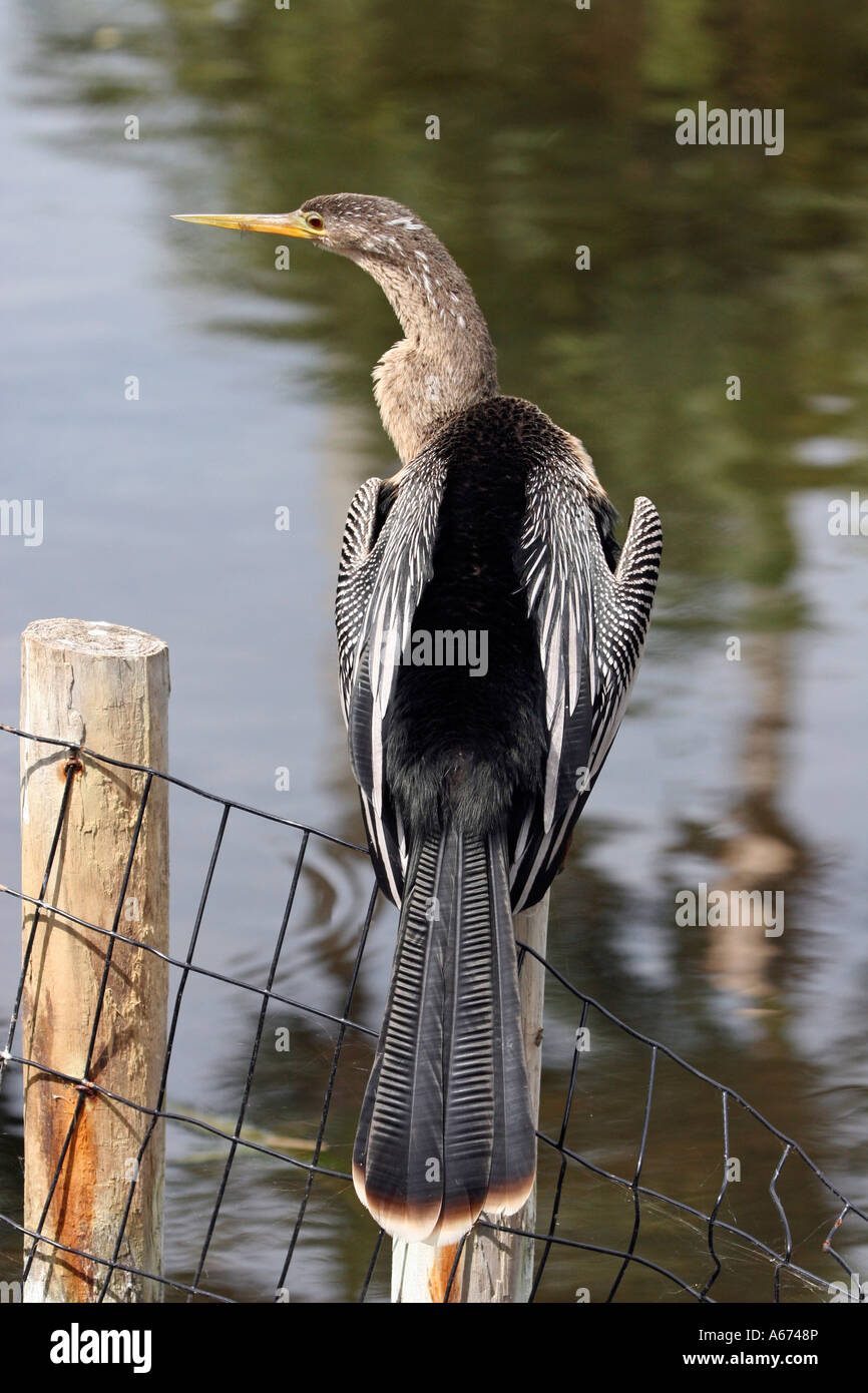 Anhinga female sitting on fence near pond looking left Naples Florida ...
