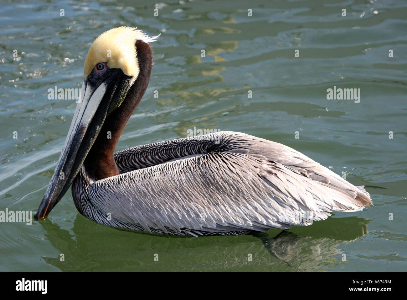 Brown Pelican breeding adult (yellow head, brown neck) swimming left ...