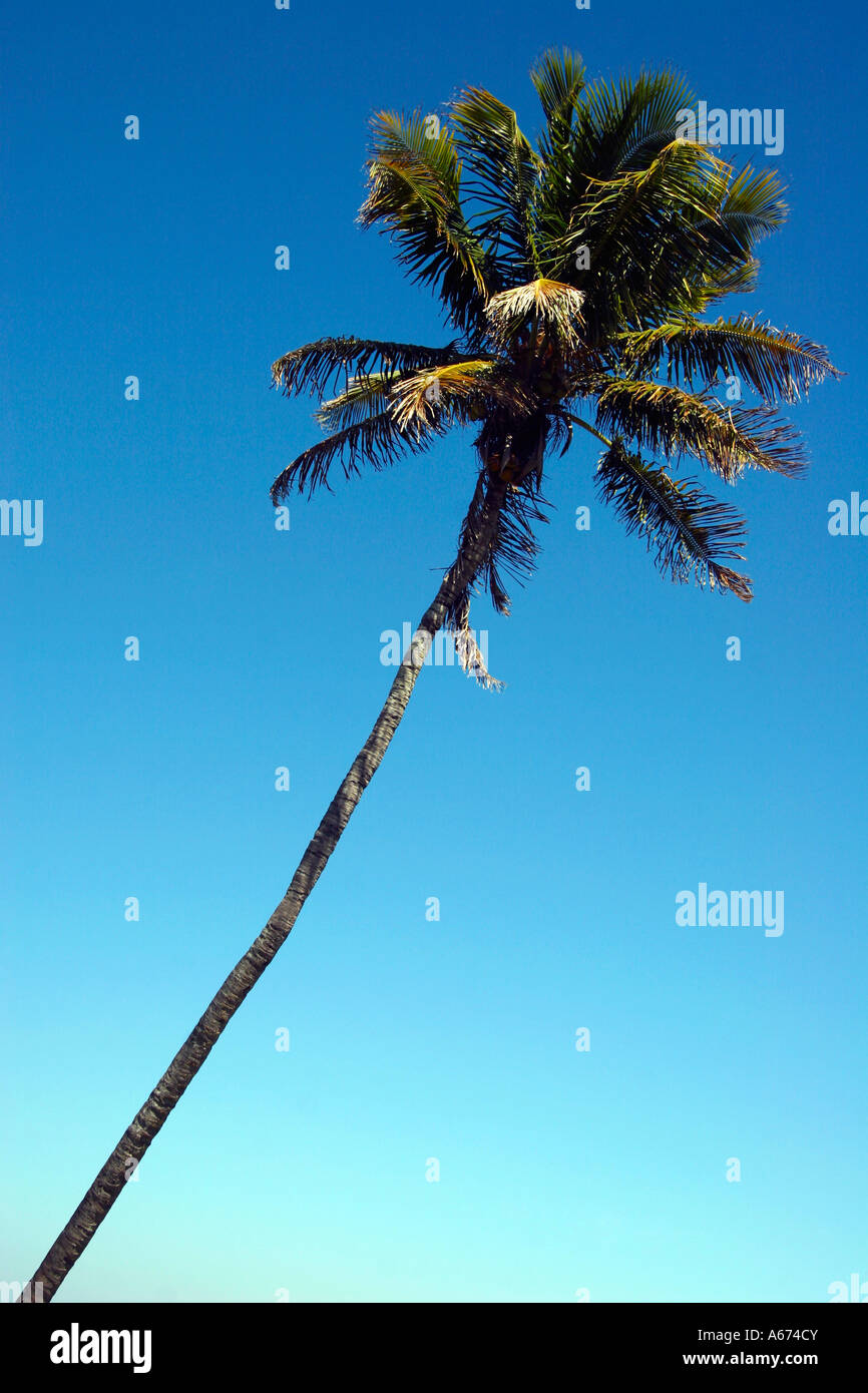 Florida Palm Tree Stock Photo - Alamy