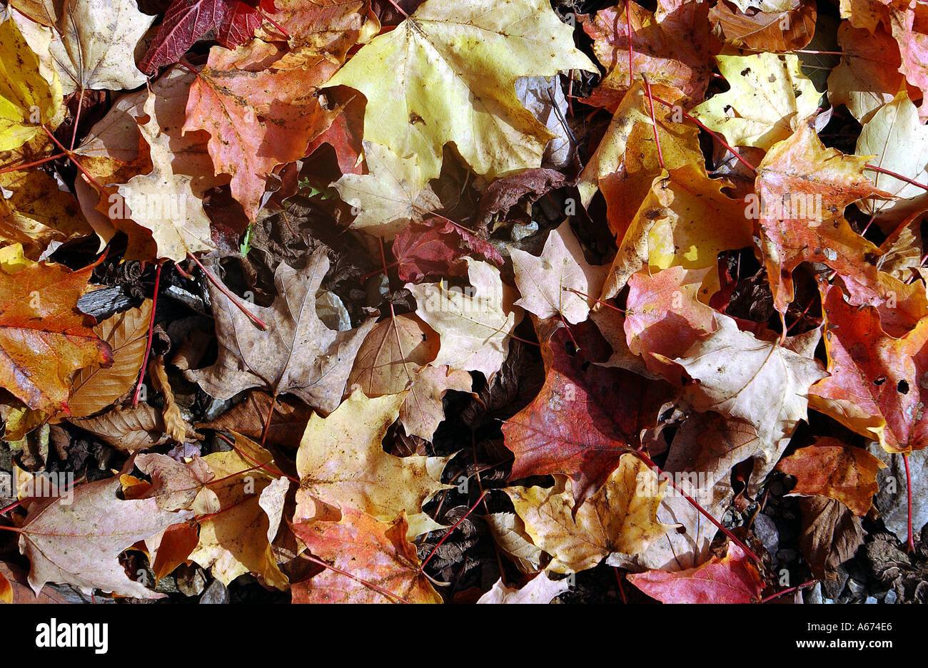 Autumn leaves on the ground Stock Photo - Alamy