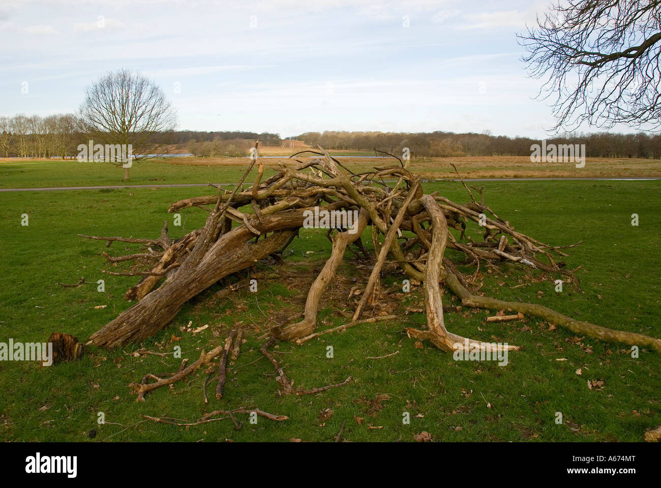Fallen branches, Richmond Park, Surrey, England Stock Photo - Alamy
