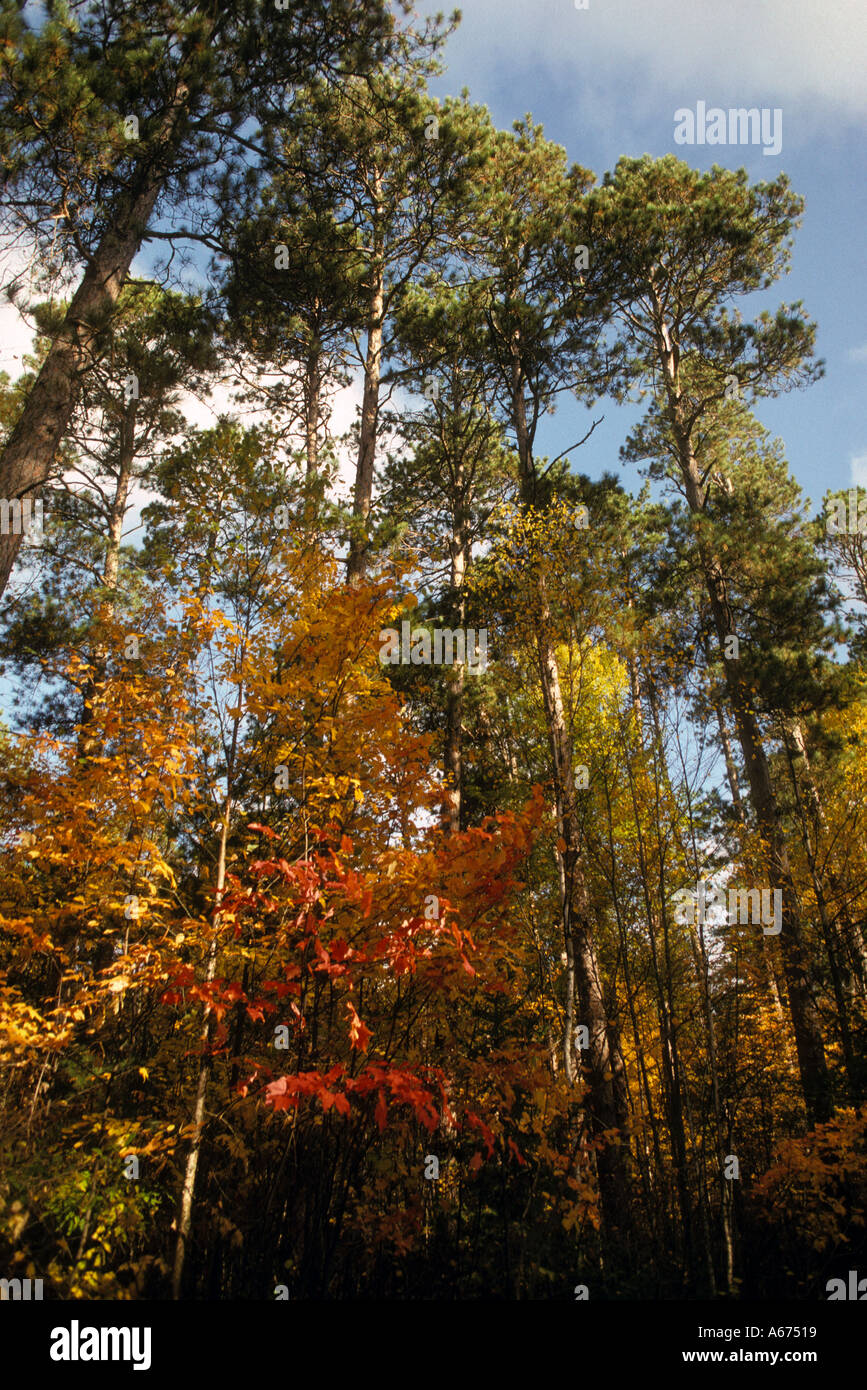Minnesota forest fall colors Stock Photo - Alamy