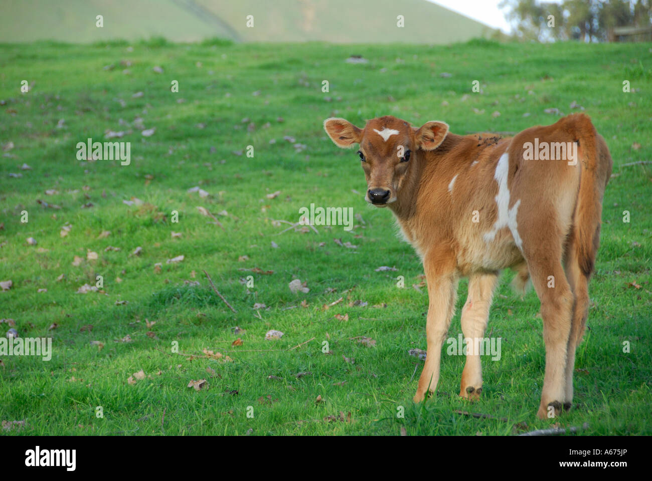 "Young male calf in a field, USA Stock Photo - Alamy