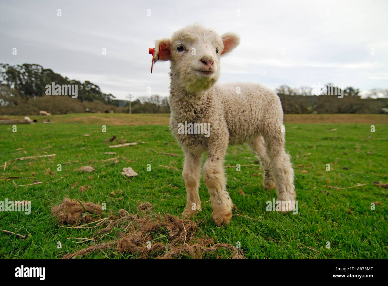 "Corriedale cross male lamb, USA Stock Photo - Alamy