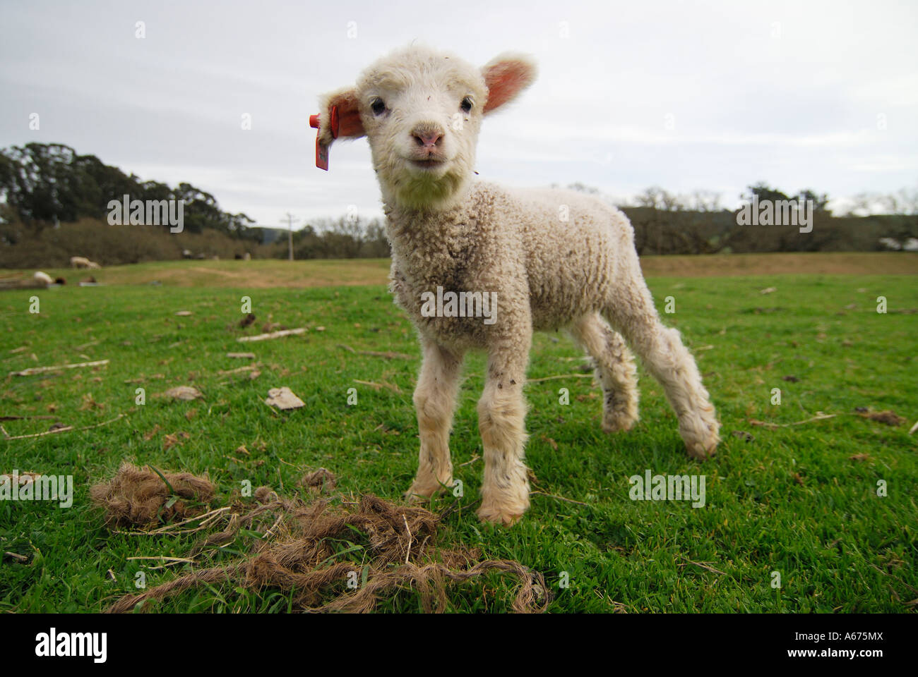"Corriedale cross male lamb, western Sonoma County, California, USA ...