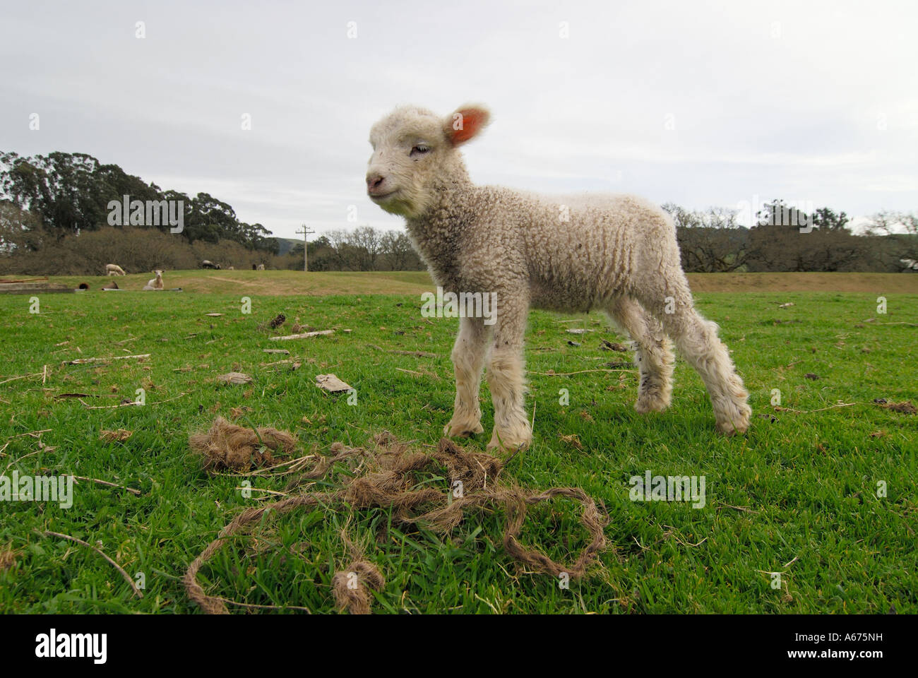"Corriedale cross male lamb, USA Stock Photo - Alamy