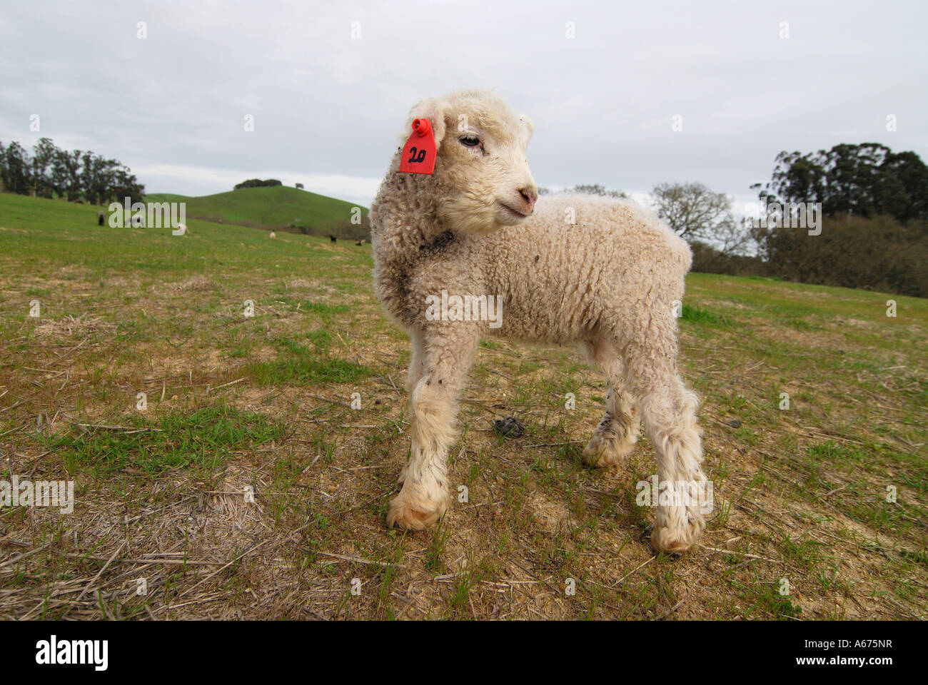 Corriedale Sheep