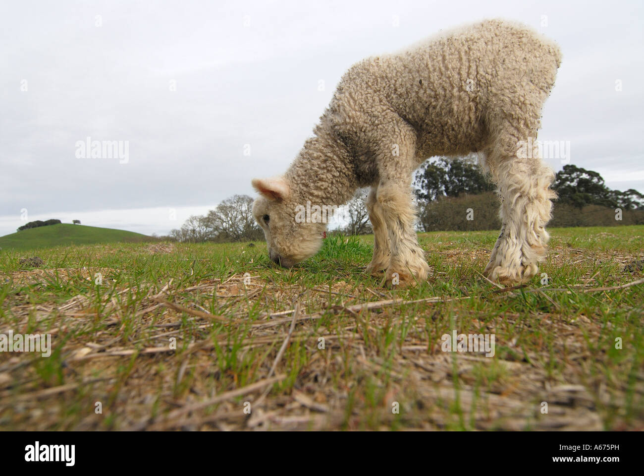 "Corriedale cross male lamb, USA Stock Photo - Alamy
