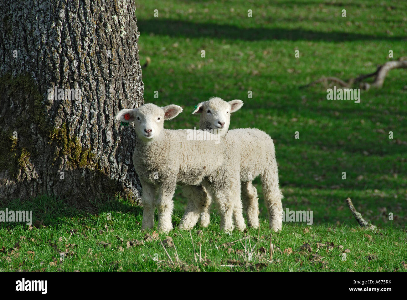 "Corriedale cross twin lambs, USA Stock Photo - Alamy