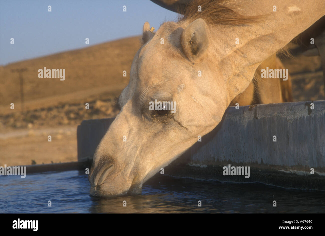 Arabian camel drinking water hi-res stock photography and images - Alamy