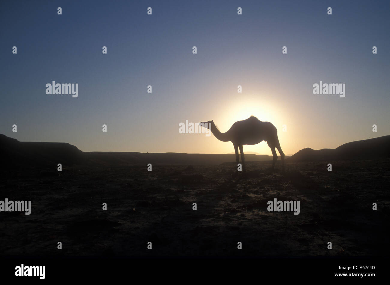 ARABIAN CAMEL OR DROMEDARY Camelus dromedarius Stock Photo - Alamy