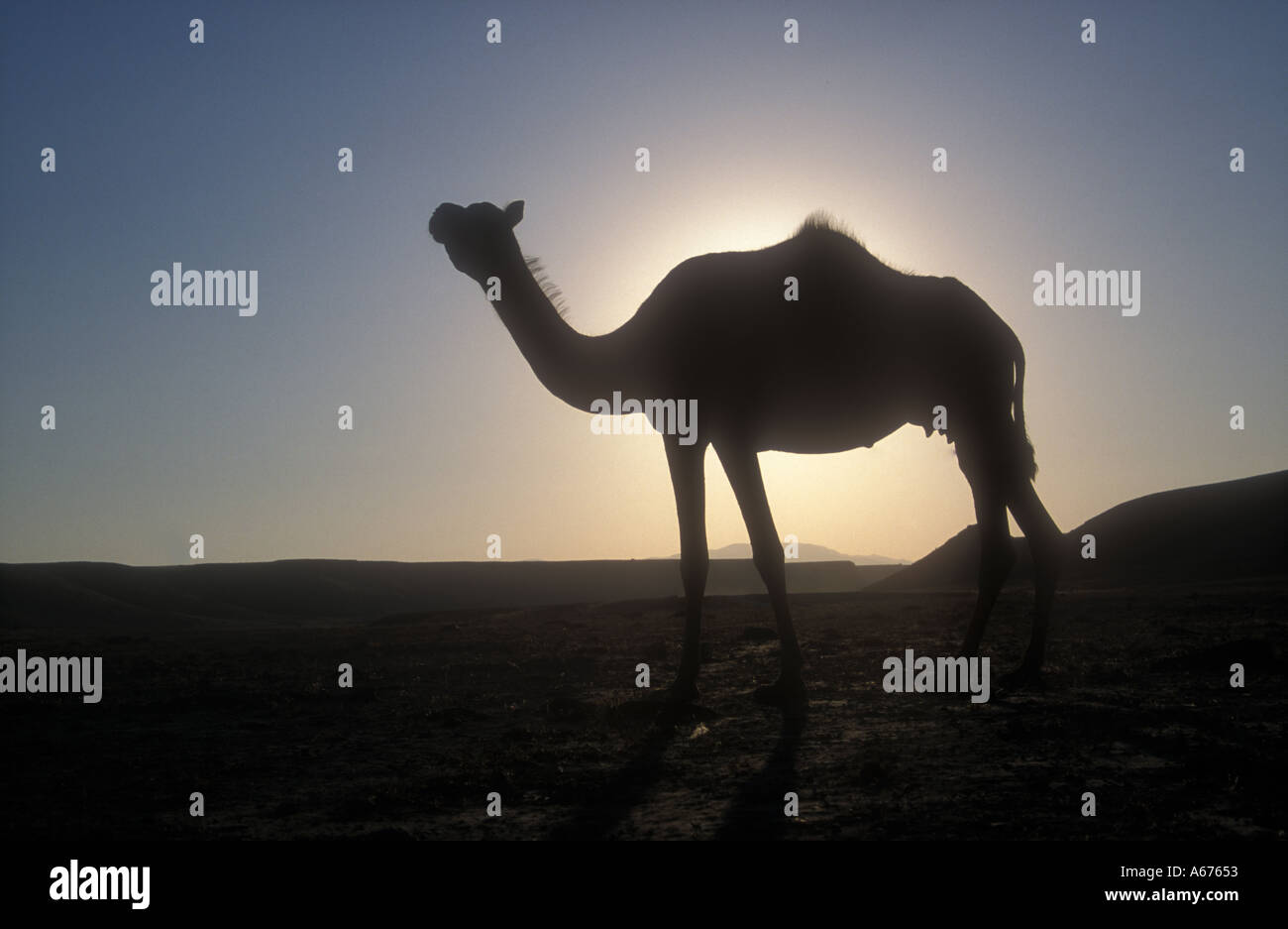ARABIAN CAMEL OR DROMEDARY Camelus dromedarius Stock Photo - Alamy
