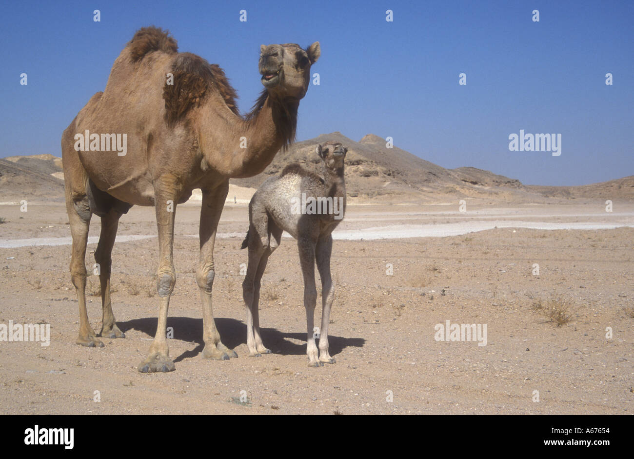 ARABIAN CAMEL OR DROMEDARY Camelus dromedarius Stock Photo - Alamy