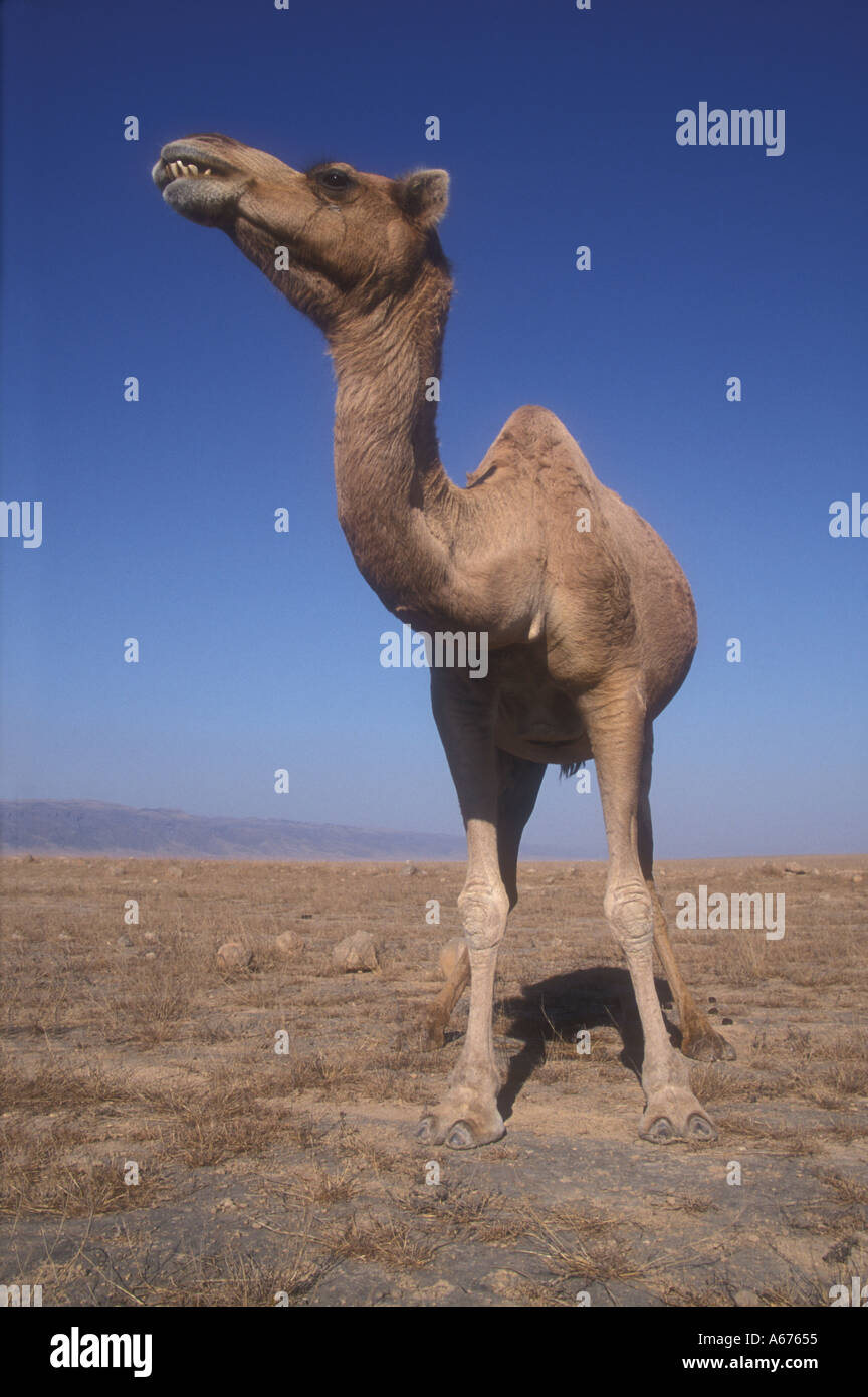 ARABIAN CAMEL OR DROMEDARY Camelus dromedarius Stock Photo - Alamy