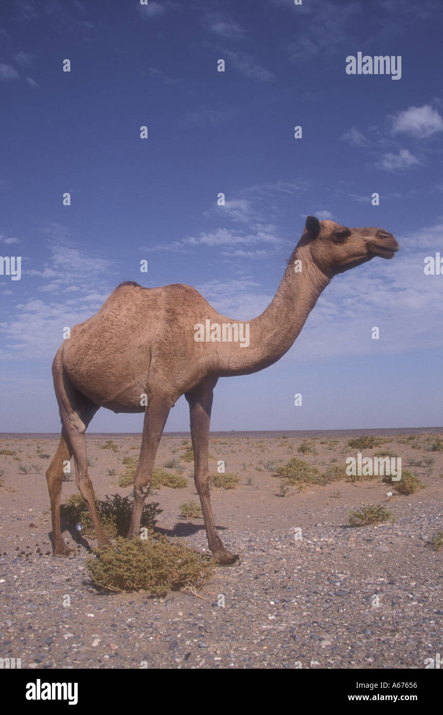 ARABIAN CAMEL OR DROMEDARY Camelus dromedarius Stock Photo - Alamy