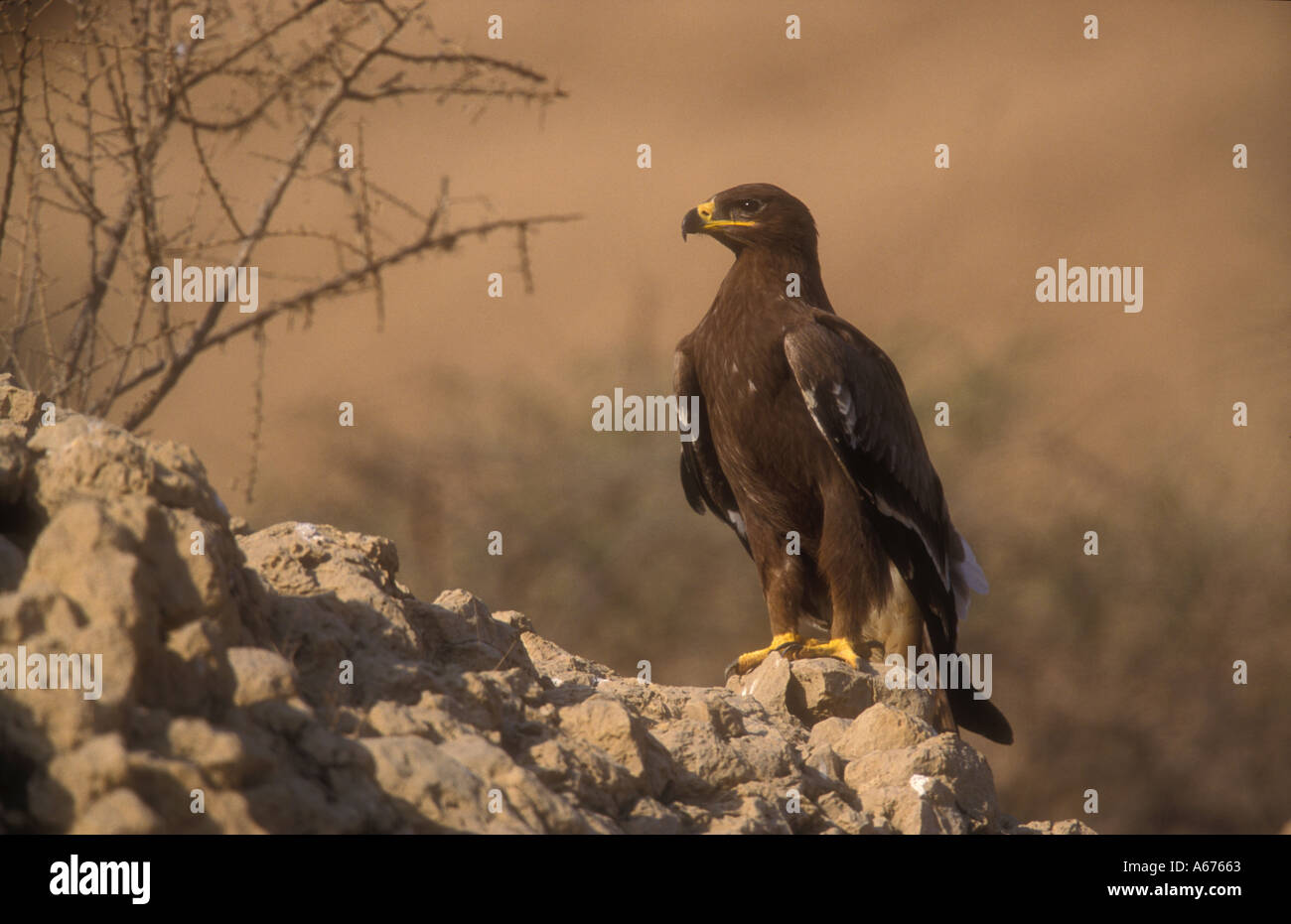 STEPPE EAGLE Aquila nipalensis Stock Photo - Alamy