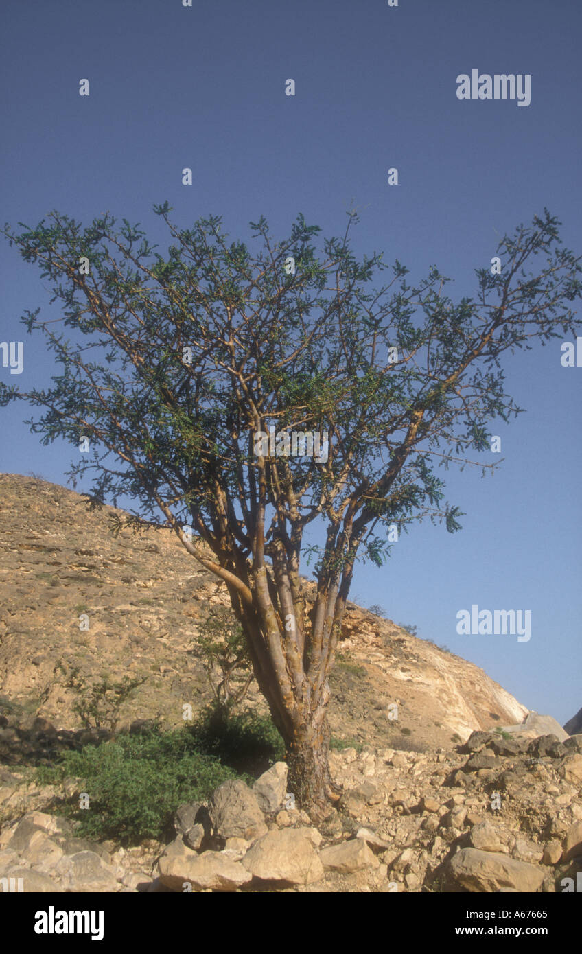 Frankincense tree hi-res stock photography and images - Alamy