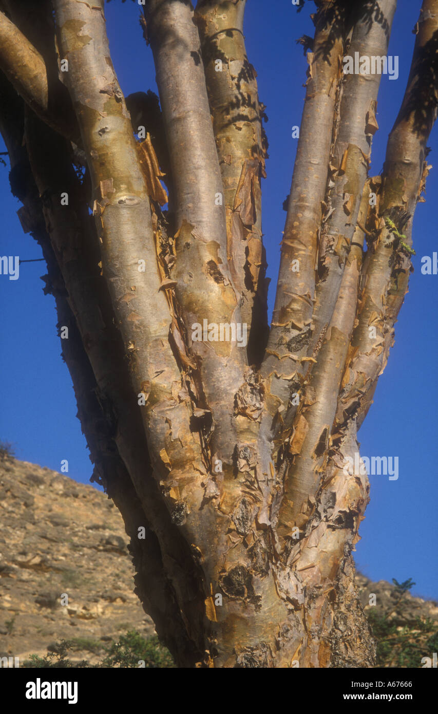Frankincense tree desert hi-res stock photography and images - Alamy