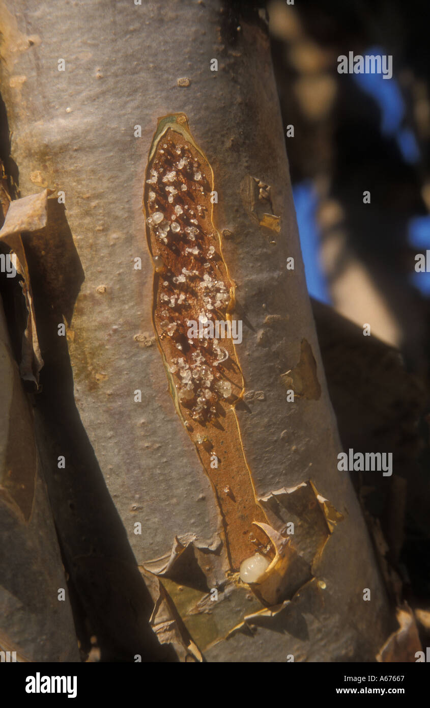 Frankincense tree desert hi-res stock photography and images - Alamy