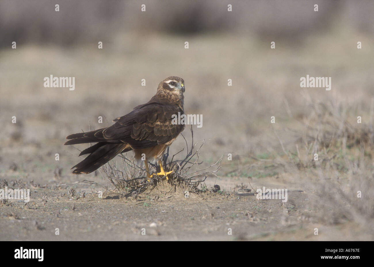 MONTAGU S HARRIER Circus pygargus Stock Photo - Alamy
