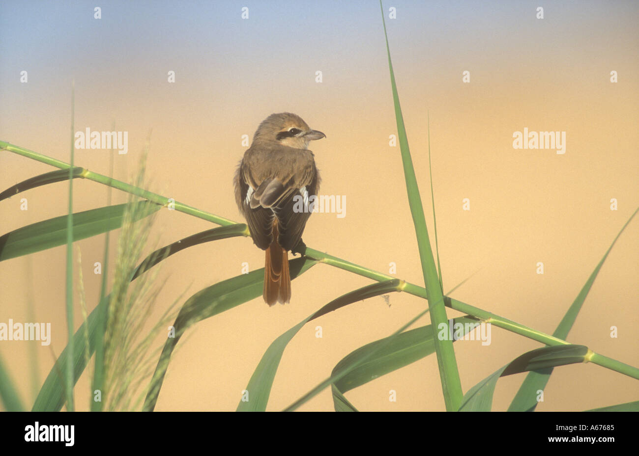 ISABELLINE SHRIKE Lanius isabellinus Stock Photo - Alamy