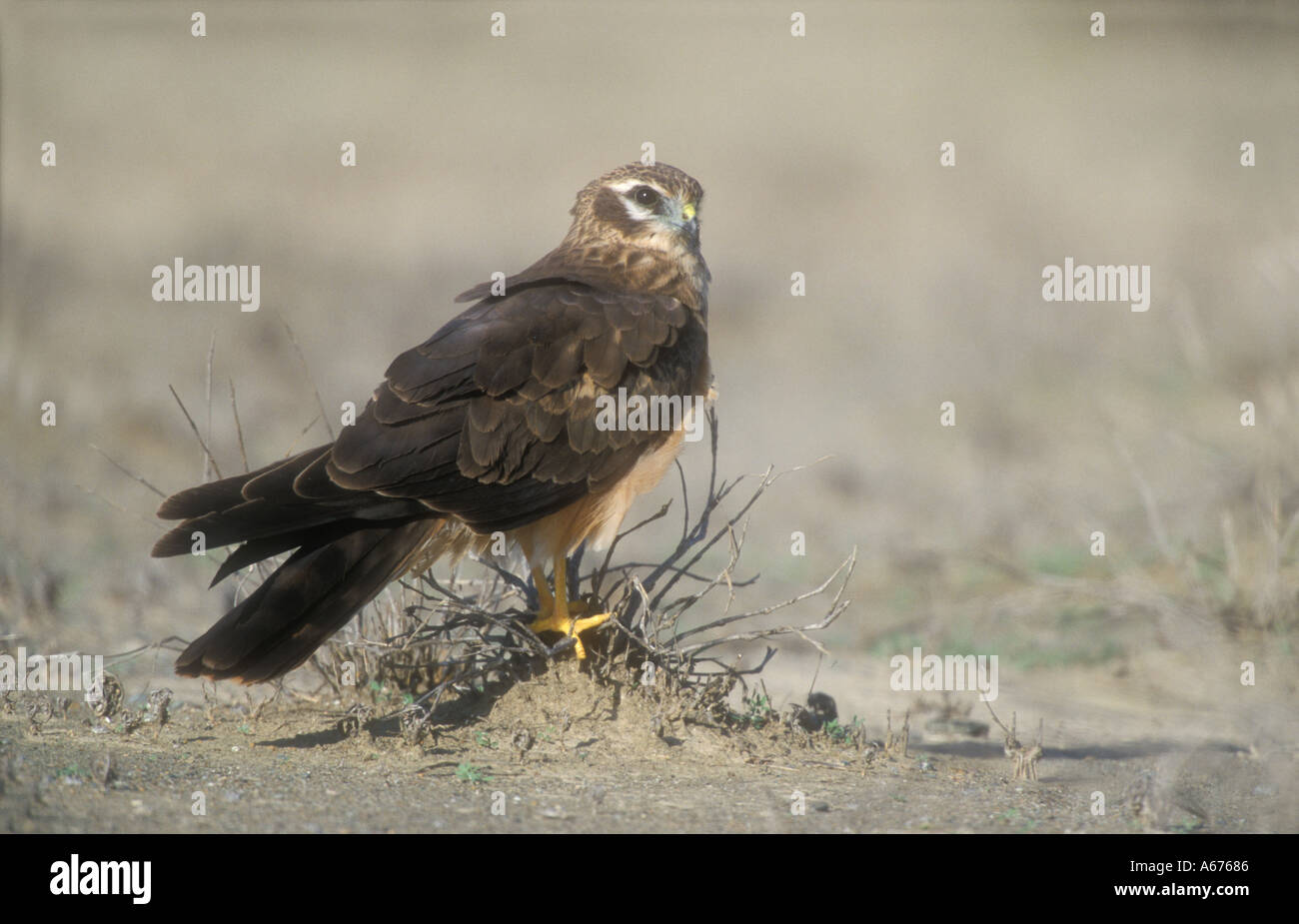 MONTAGU S HARRIER Circus pygargus Stock Photo - Alamy