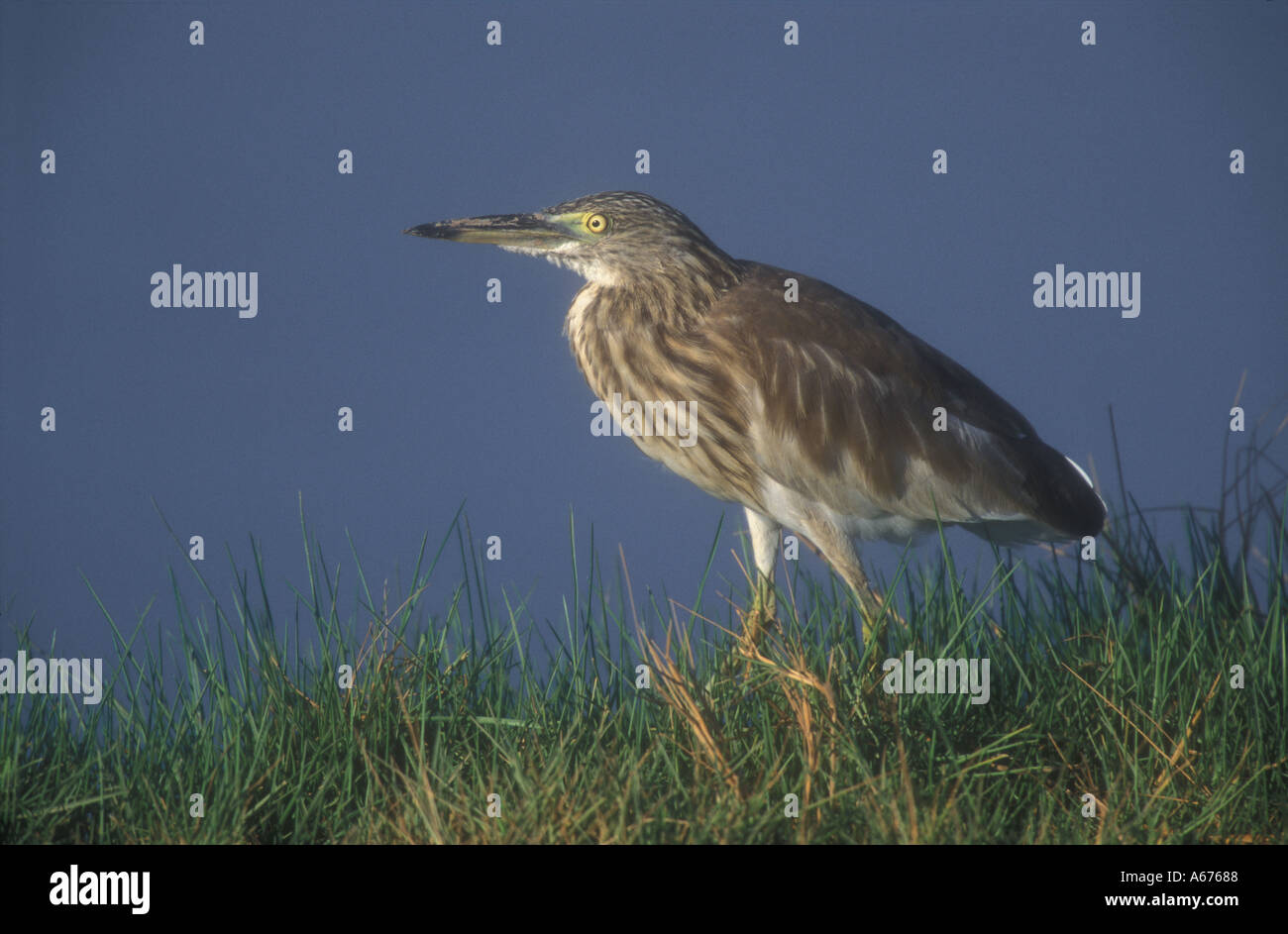 INDIAN POND HERON Ardeola grayii Stock Photo - Alamy