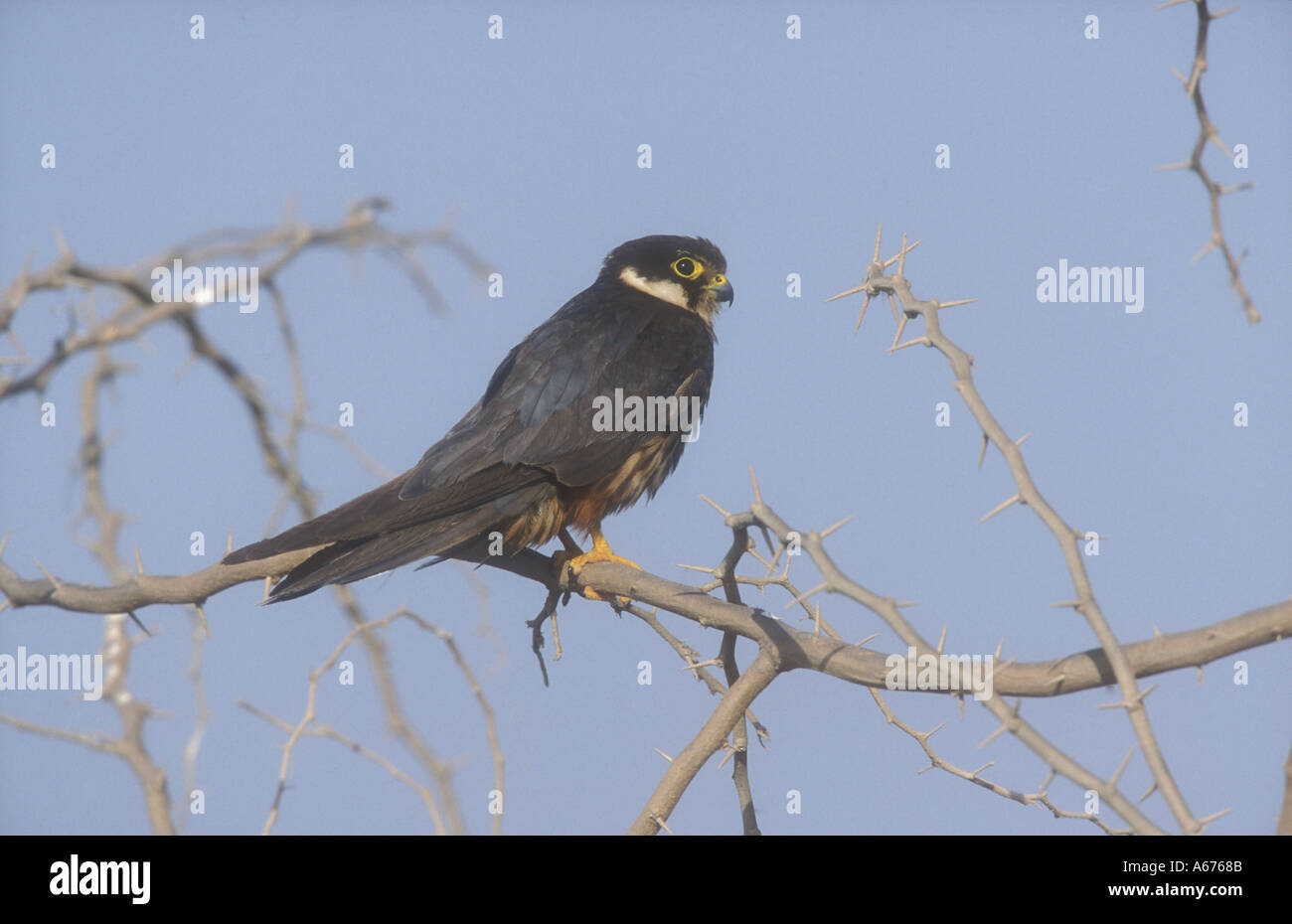 HOBBY Falco subbuteo Stock Photo - Alamy