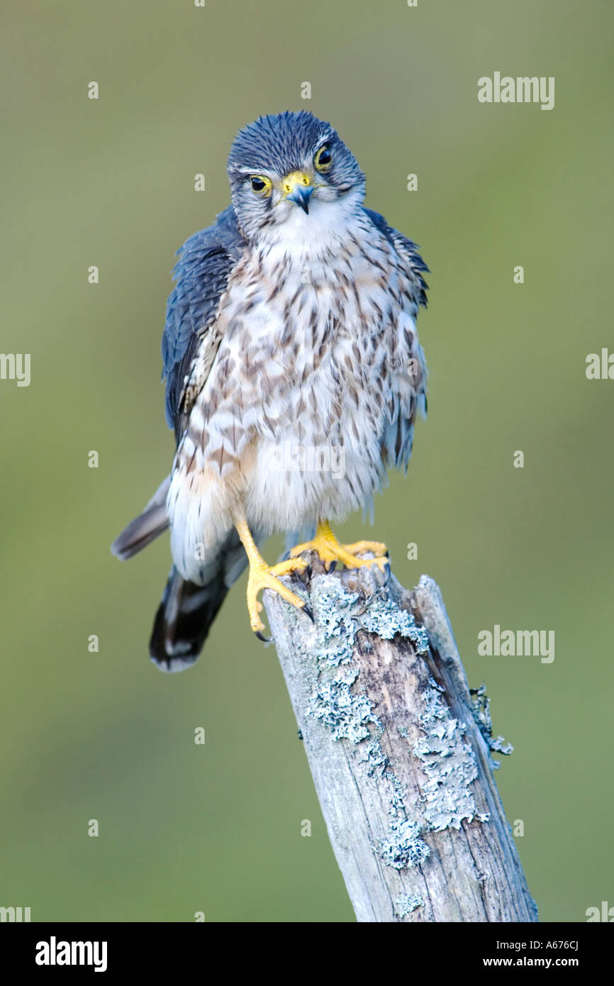 Merlin Bird Uk High Resolution Stock Photography and Images - Alamy
