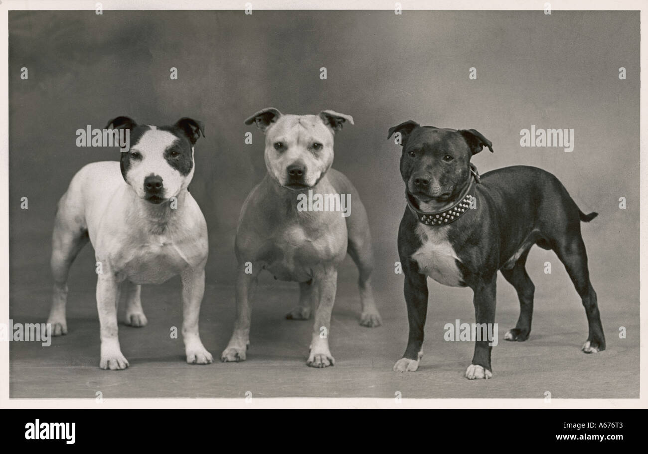 Fall Staff. Bull Terrier Stock Photo - Alamy