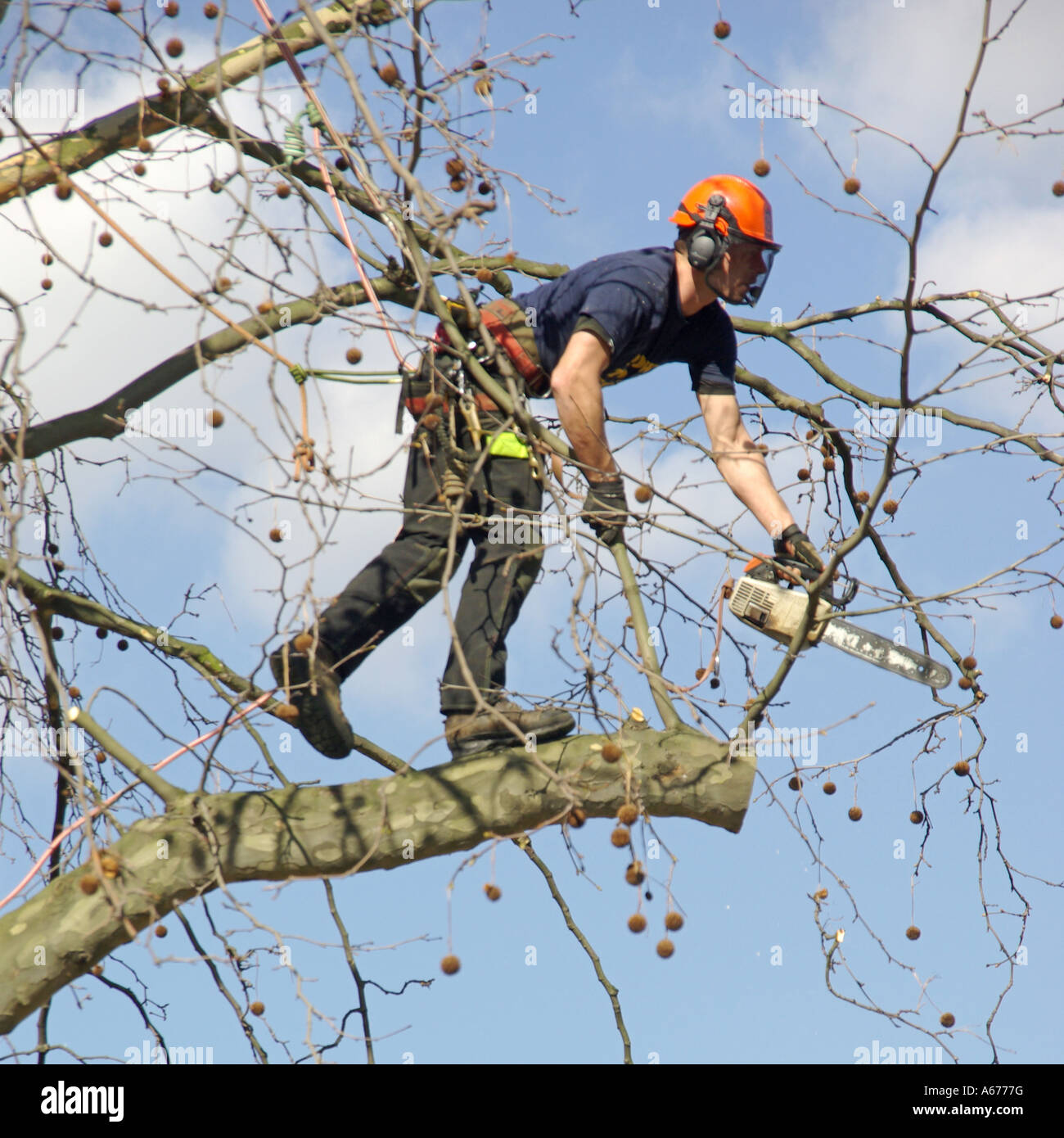 Overhanging tree pruning hi-res stock photography and images - Alamy