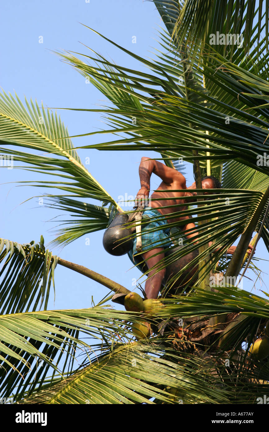 Collecting Palm "Toddy" ,an alcholic liquid which gathers at the base ...