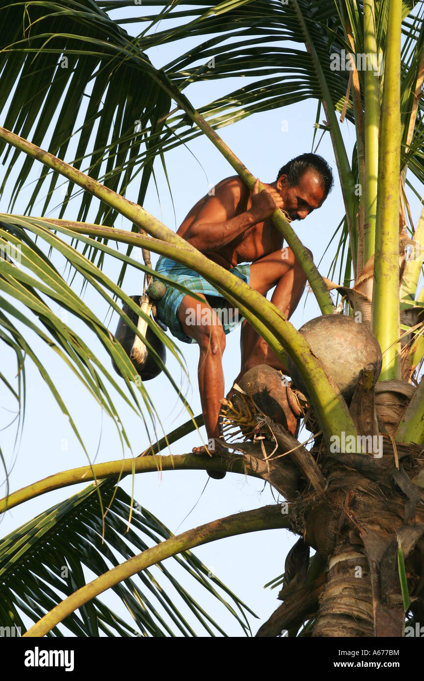 Collecting Palm "Toddy" ,an alcholic liquid which gathers at the base ...