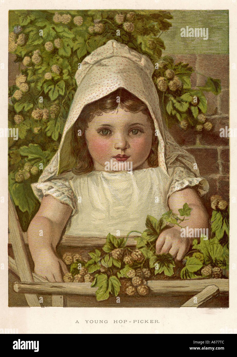 Young Hop Picker 1884 Stock Photo - Alamy