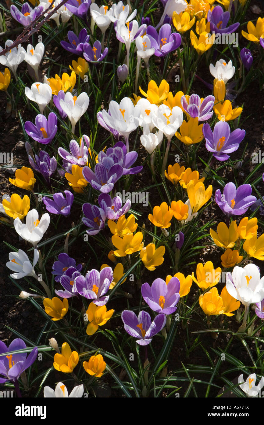 Mixed crocuses hi-res stock photography and images - Alamy