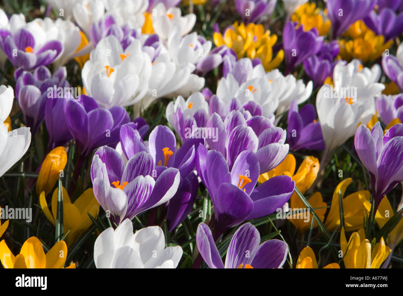 Mixed crocuses hi-res stock photography and images - Alamy