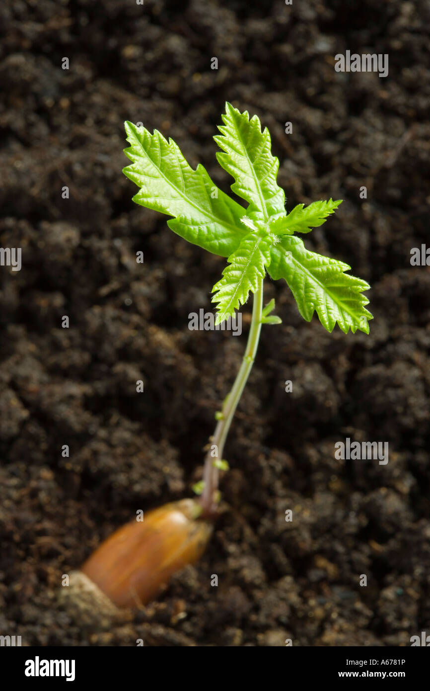Acorn germinating Stock Photo - Alamy