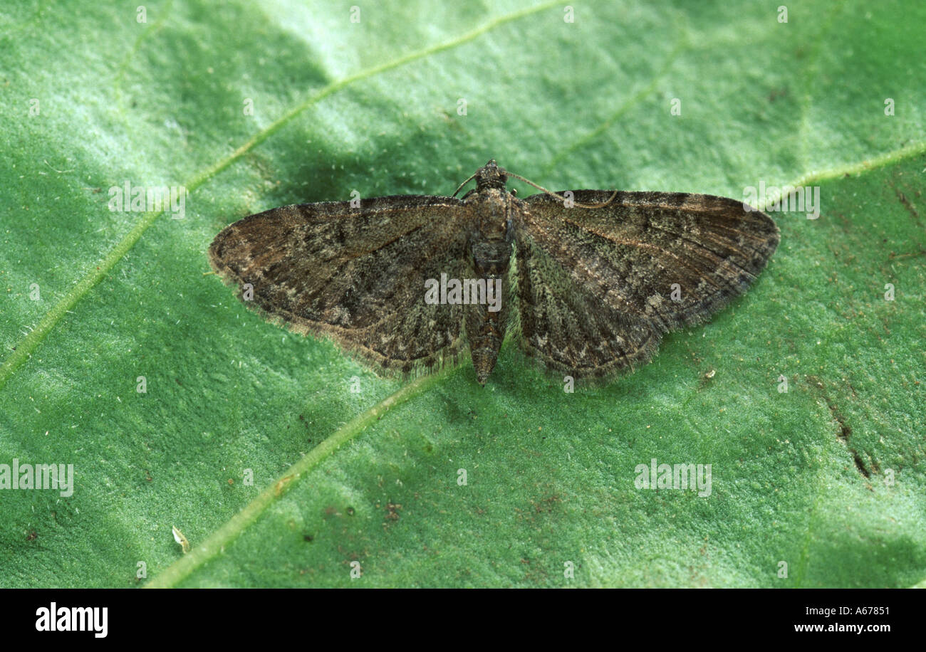 Common Pug moth Eupithecia vulgata Stock Photo - Alamy