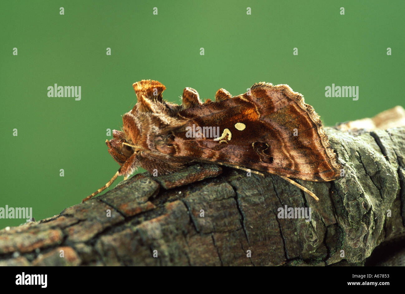 Beautiful Golden Y moth Autographa pulchrina Stock Photo - Alamy