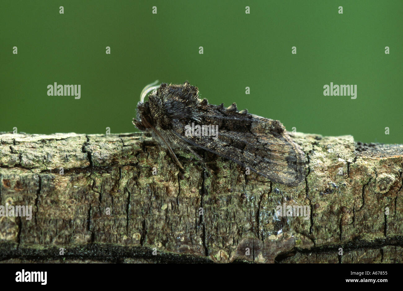 Marbled Minor moth Oligia strigilis Stock Photo - Alamy