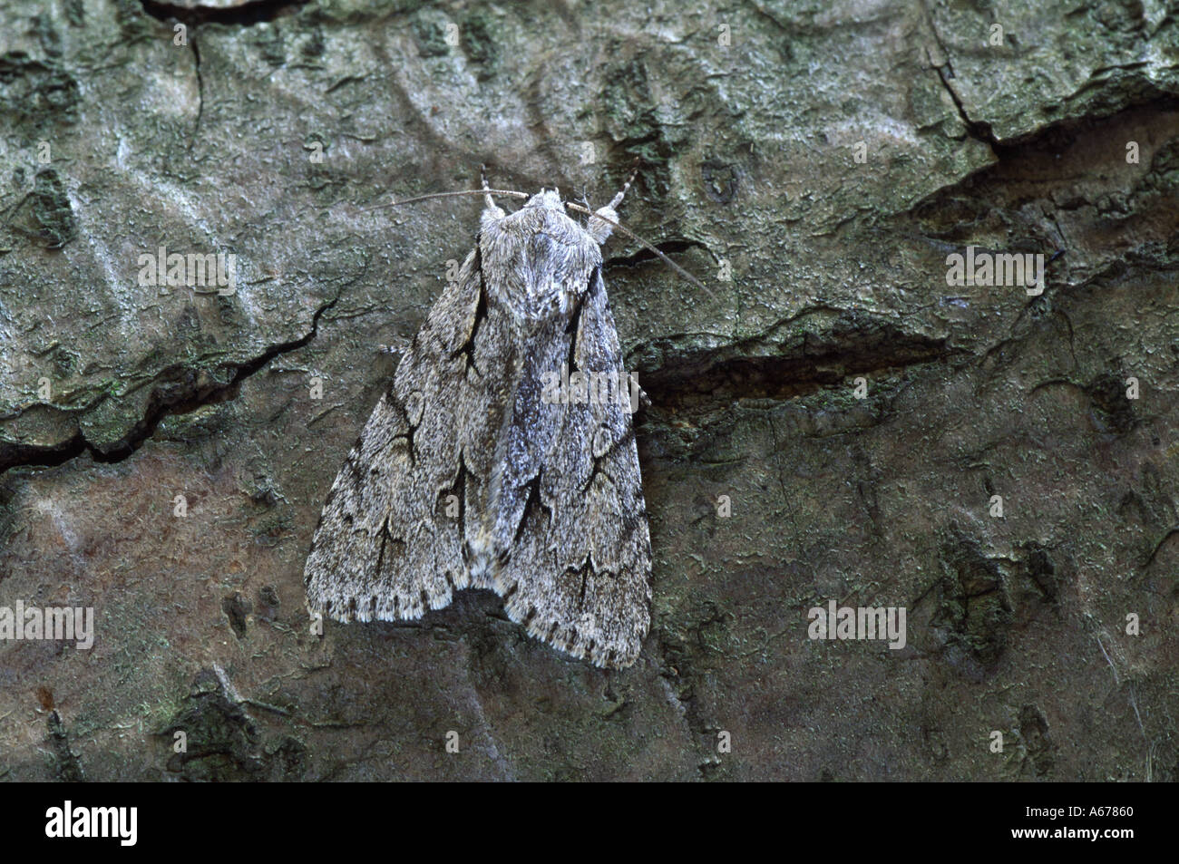Grey Dagger moth Acronicta psi Stock Photo - Alamy